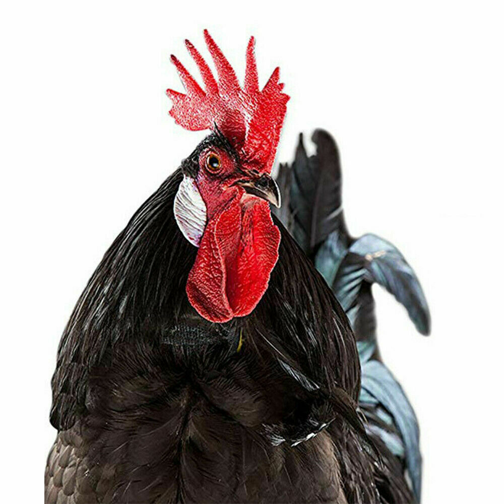 10PCS Anti Crow Collar for Roosters Cockerel No Crow Noise Neck Belt N ...